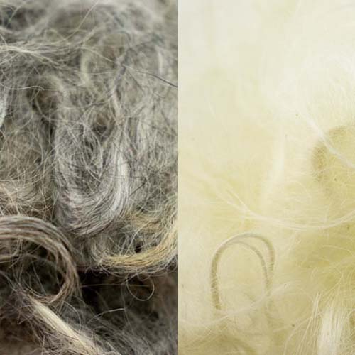 Pygora Fiber | Goat Fiber | The Woolery
